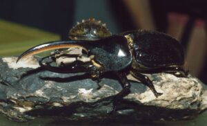 Hercules Beetle Facts: The Mighty Beetle of Legends - Animals Discovered