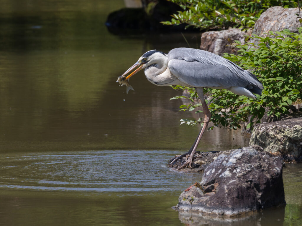 Heron Facts: The Majestic Marsh Sentinel - Animals Discovered