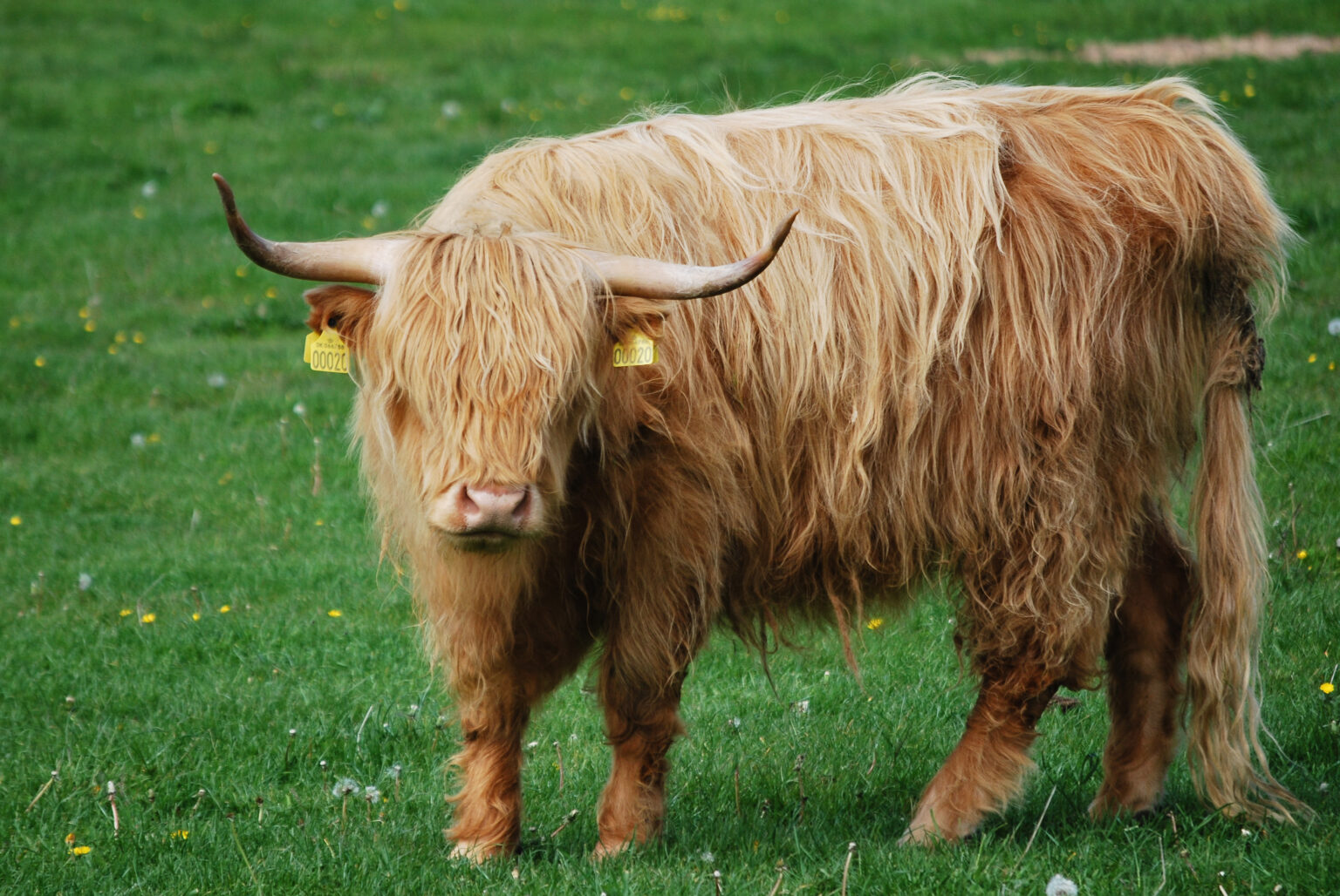 Highland Cattle Facts: The Hairy Scottish Giants - Animals Discovered