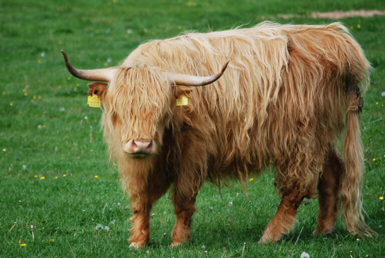 Highland Cattle Facts: The Hairy Scottish Giants - Animals Discovered