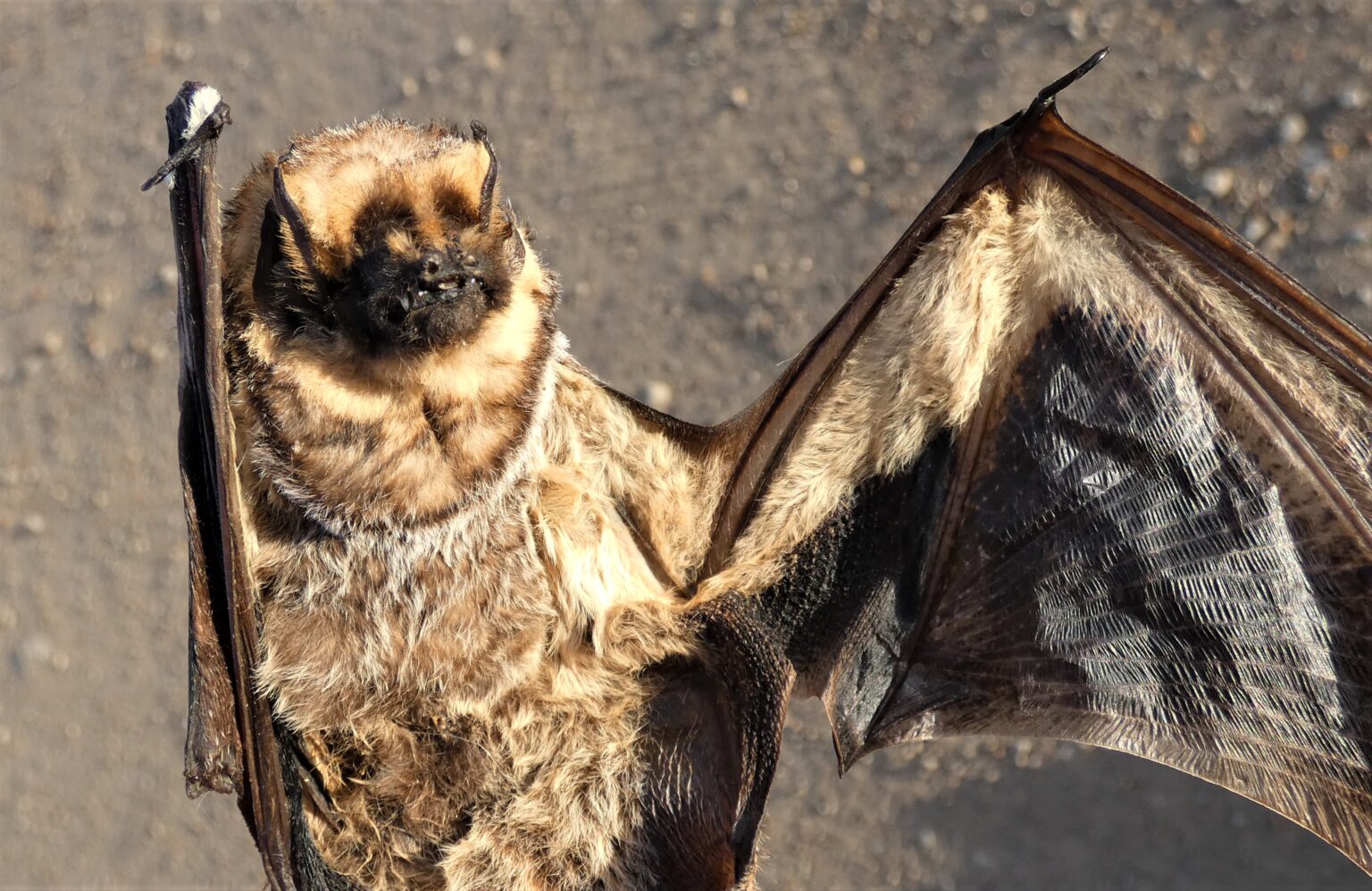 Hoary Bat Facts: Nature's Tiny Furball of Flight - Animals Discovered