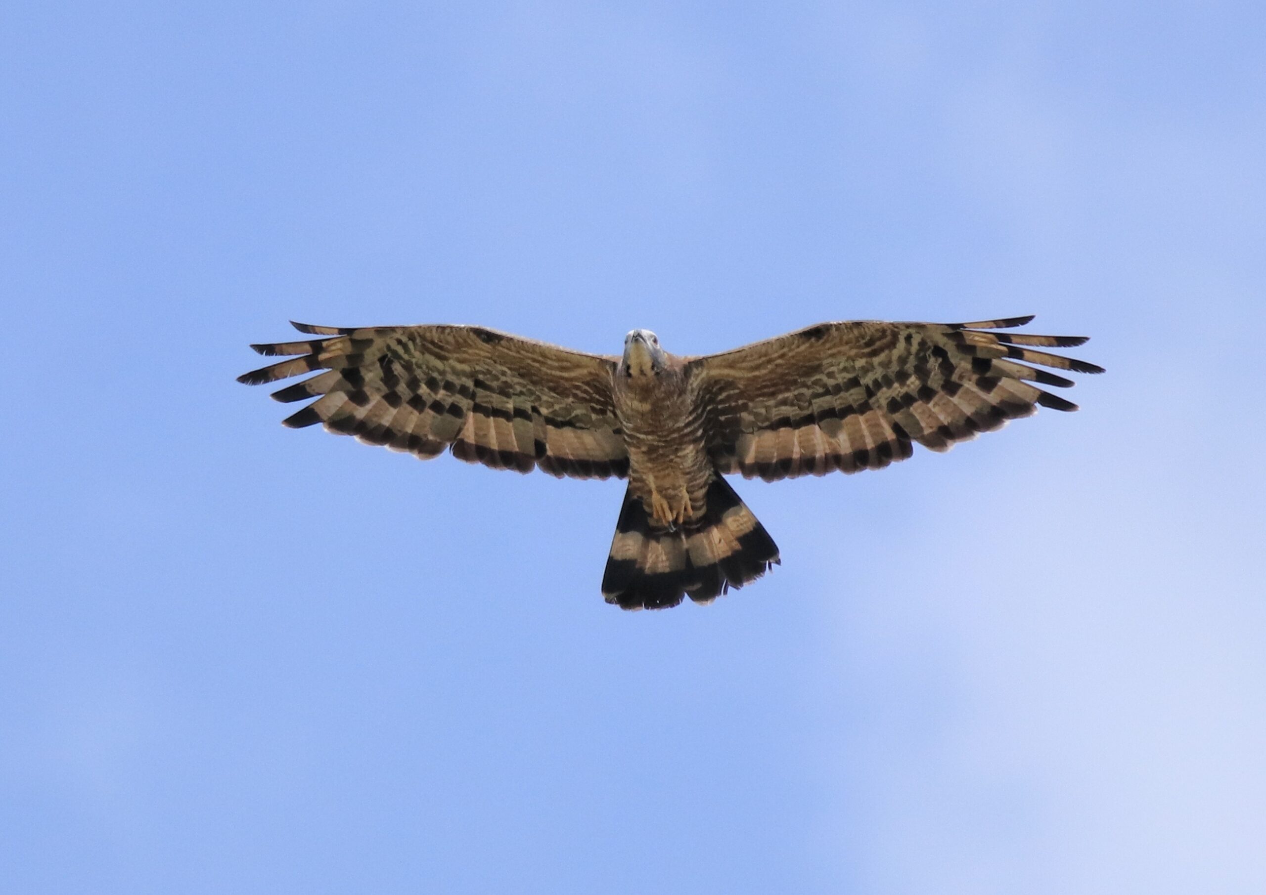 Honey Buzzard Facts: Nature's Sweet Tooth Predator - Animals Discovered
