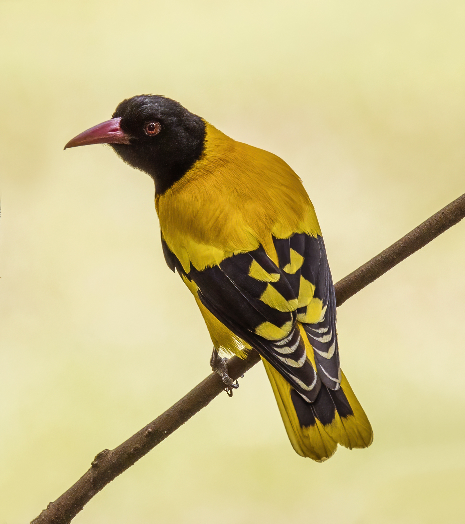 Hooded Oriole Facts: Nature's Golden Melody - Animals Discovered