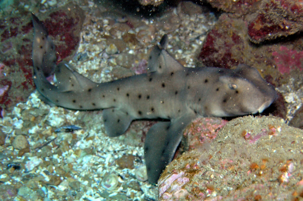 Horn Shark Facts: Ocean's Miniature Predator - Animals Discovered