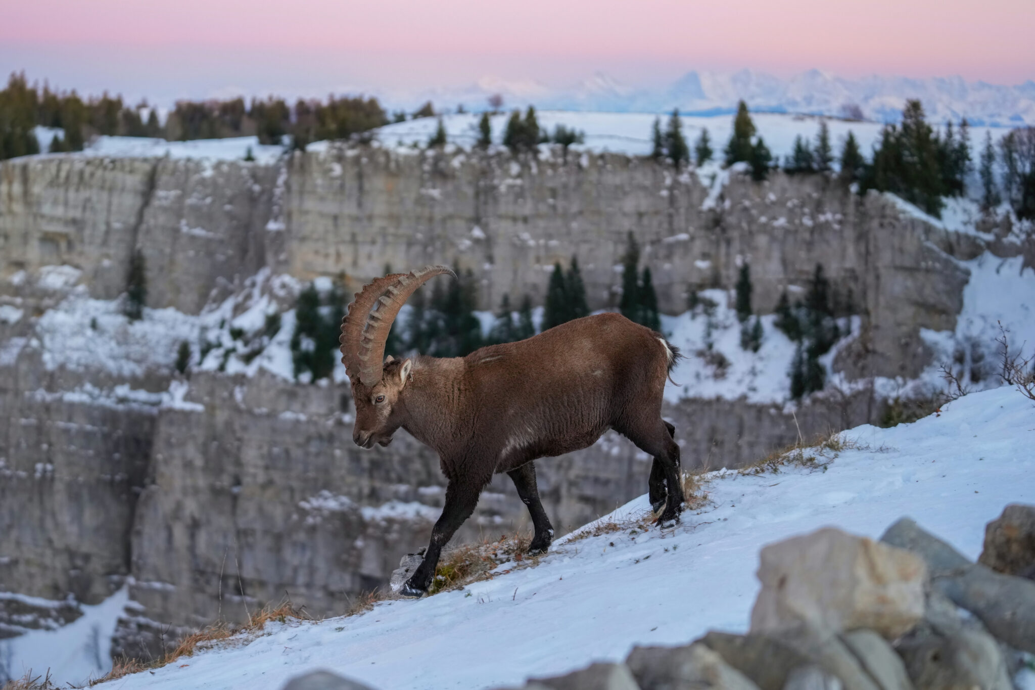 Ibex Facts: The Mountain's Graceful Acrobat - Animals Discovered