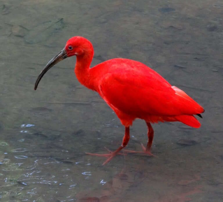 Ibis Facts: The Elegant Marsh Dancer - Animals Discovered