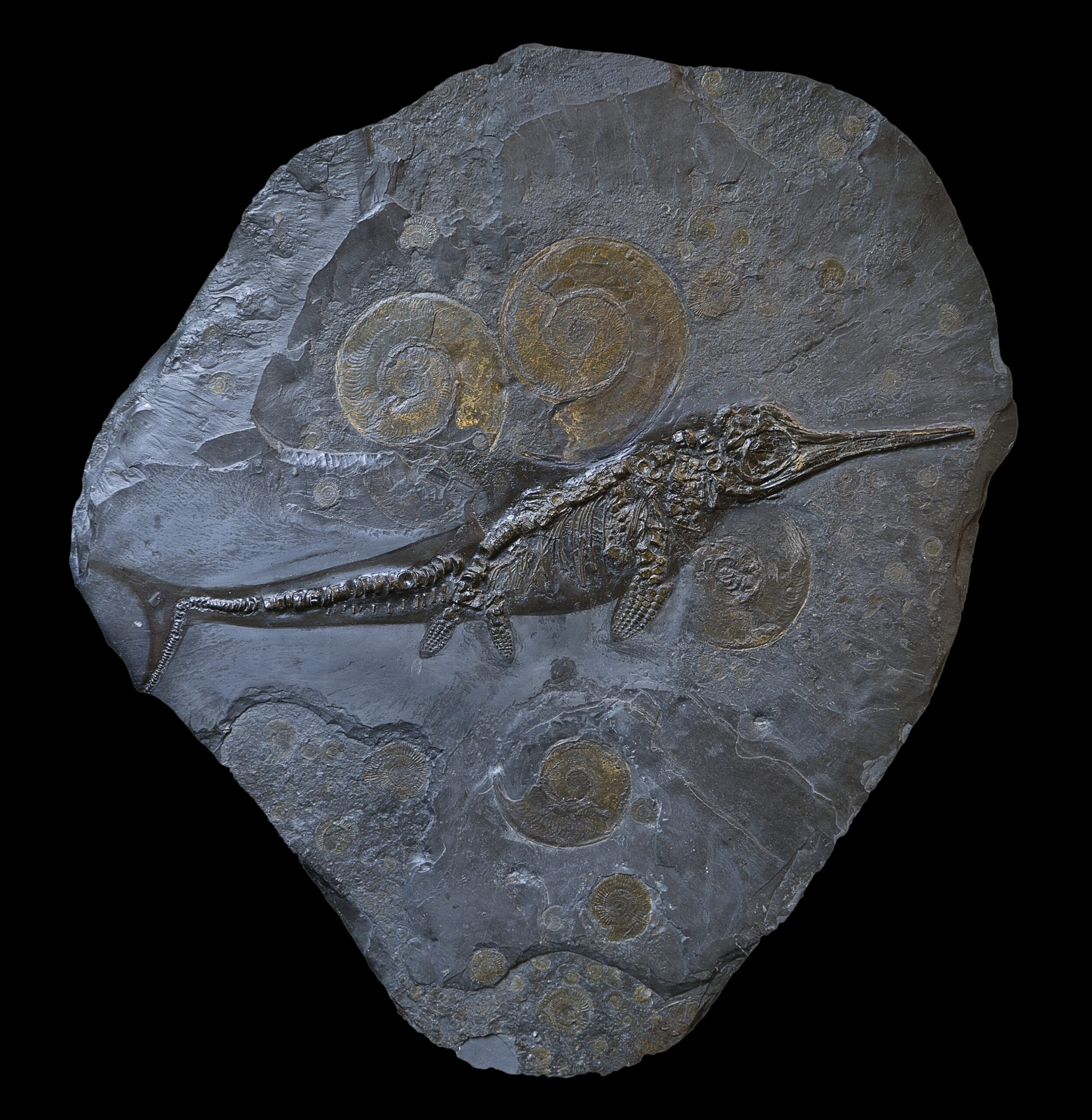 Ichthyosaurus Facts: A True Sea Serpent of the Past - Animals Discovered