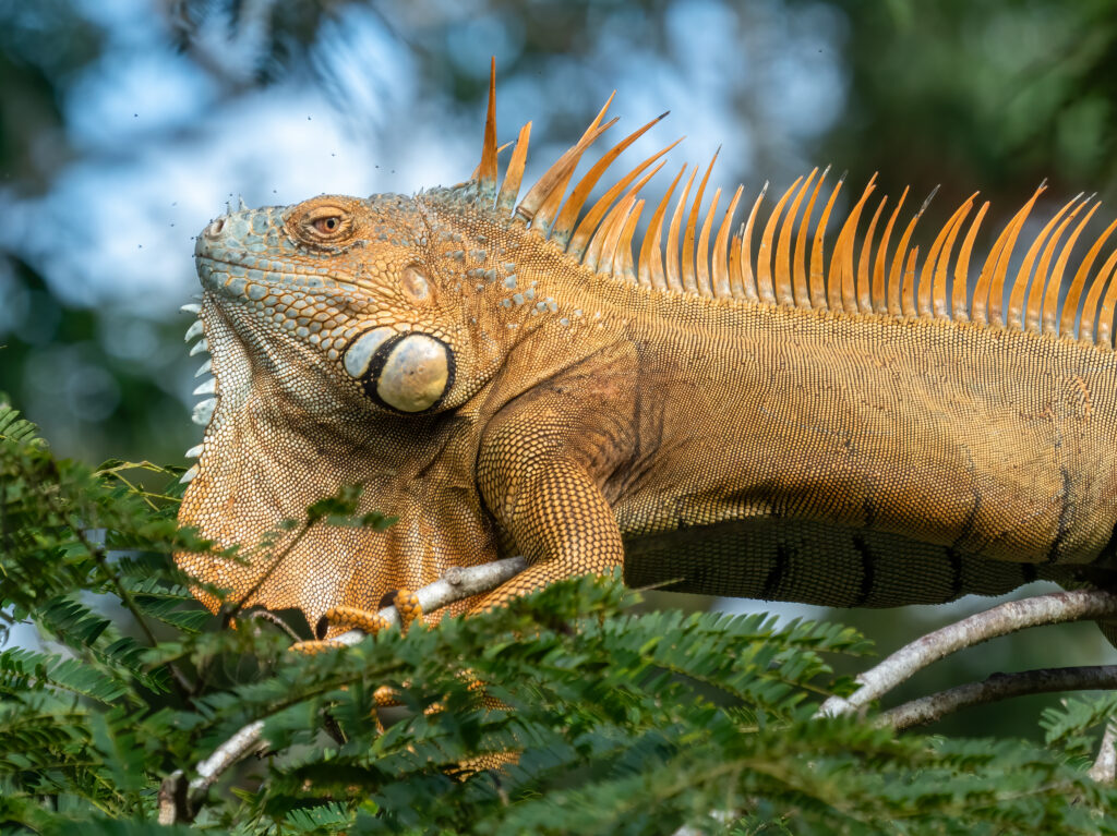Iguana Facts: The Spiky-Backed Garden Guardian - Animals Discovered