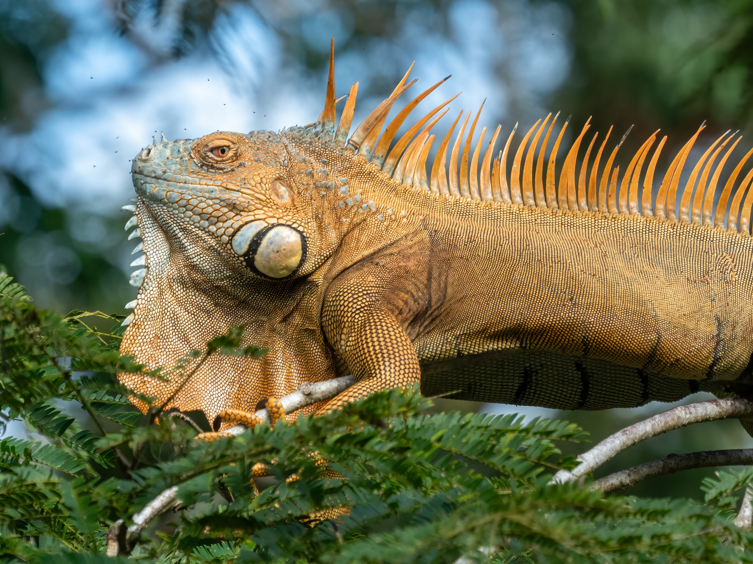 Iguana Facts: The Spiky-Backed Garden Guardian - Animals Discovered