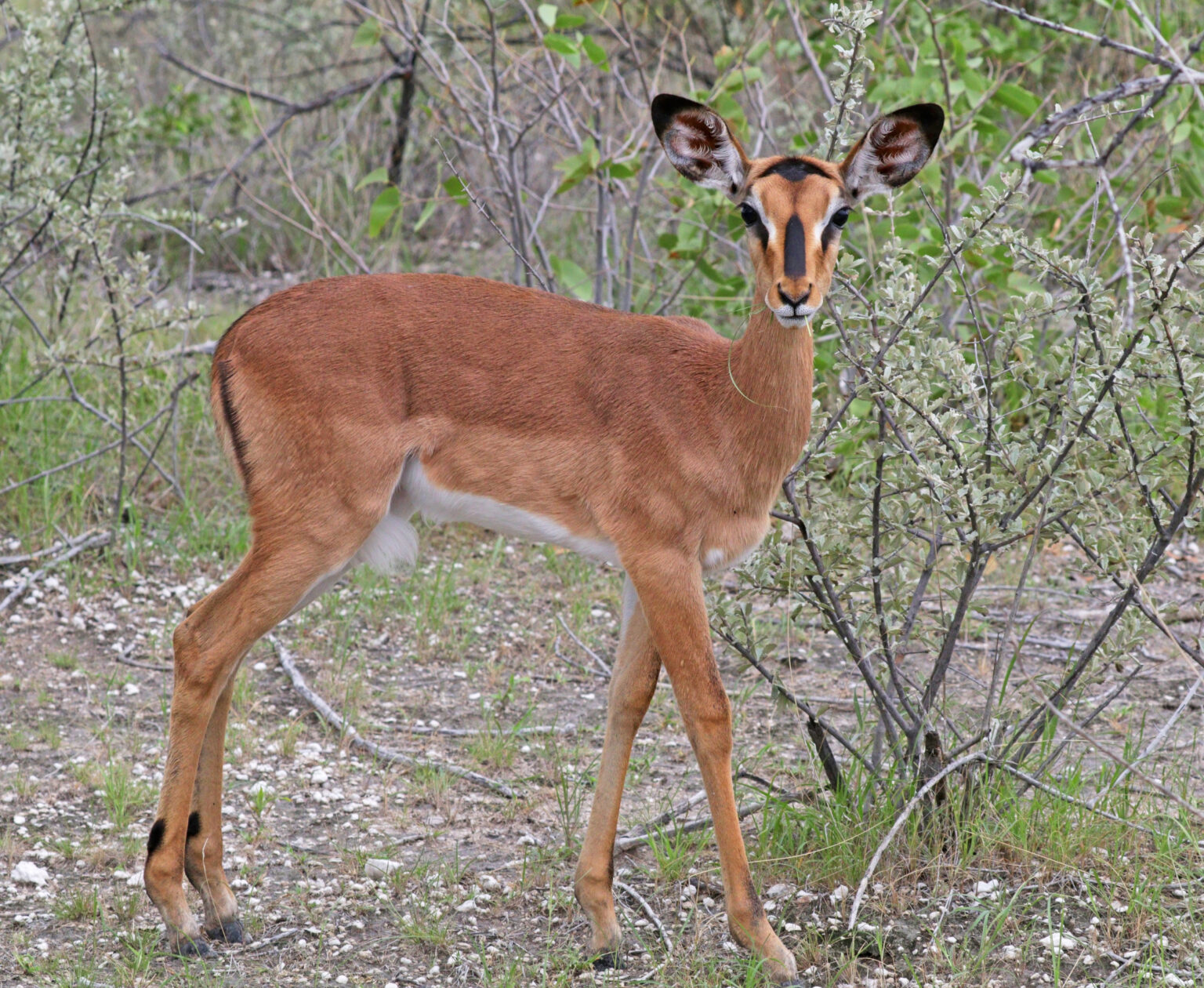 Impala Facts: The Graceful Dancer of the Grasslands - Animals Discovered