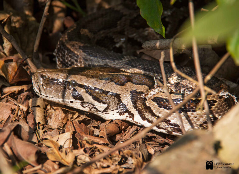 Indian Python Facts: The Silent Jungle Giant - Animals Discovered