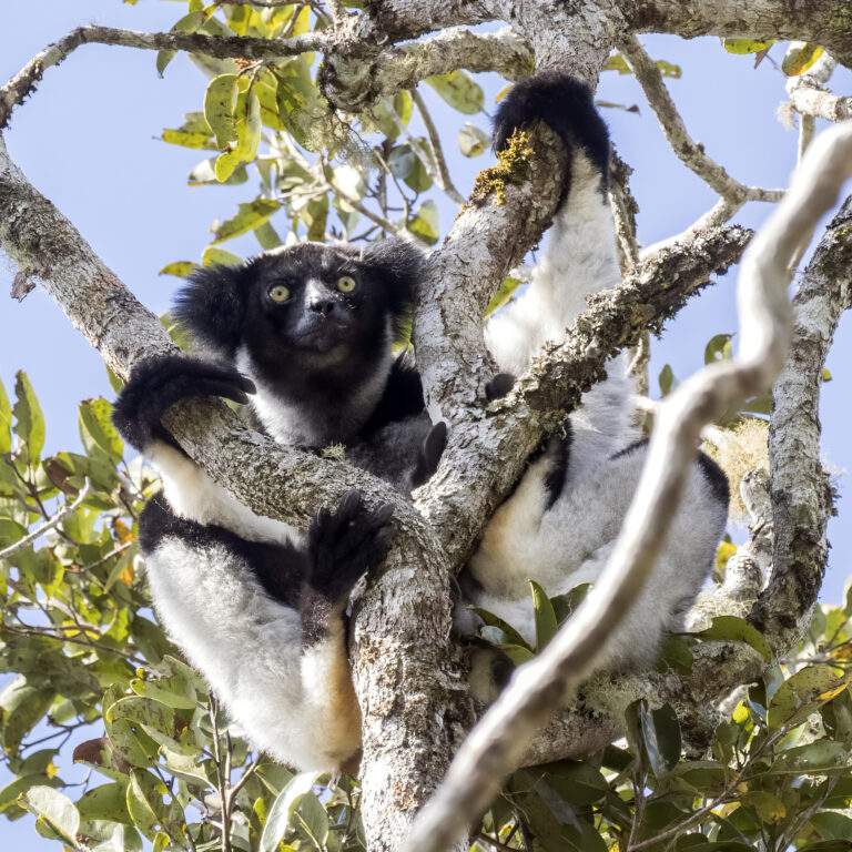 Indri Facts: The Largest Living Lemur - Animals Discovered
