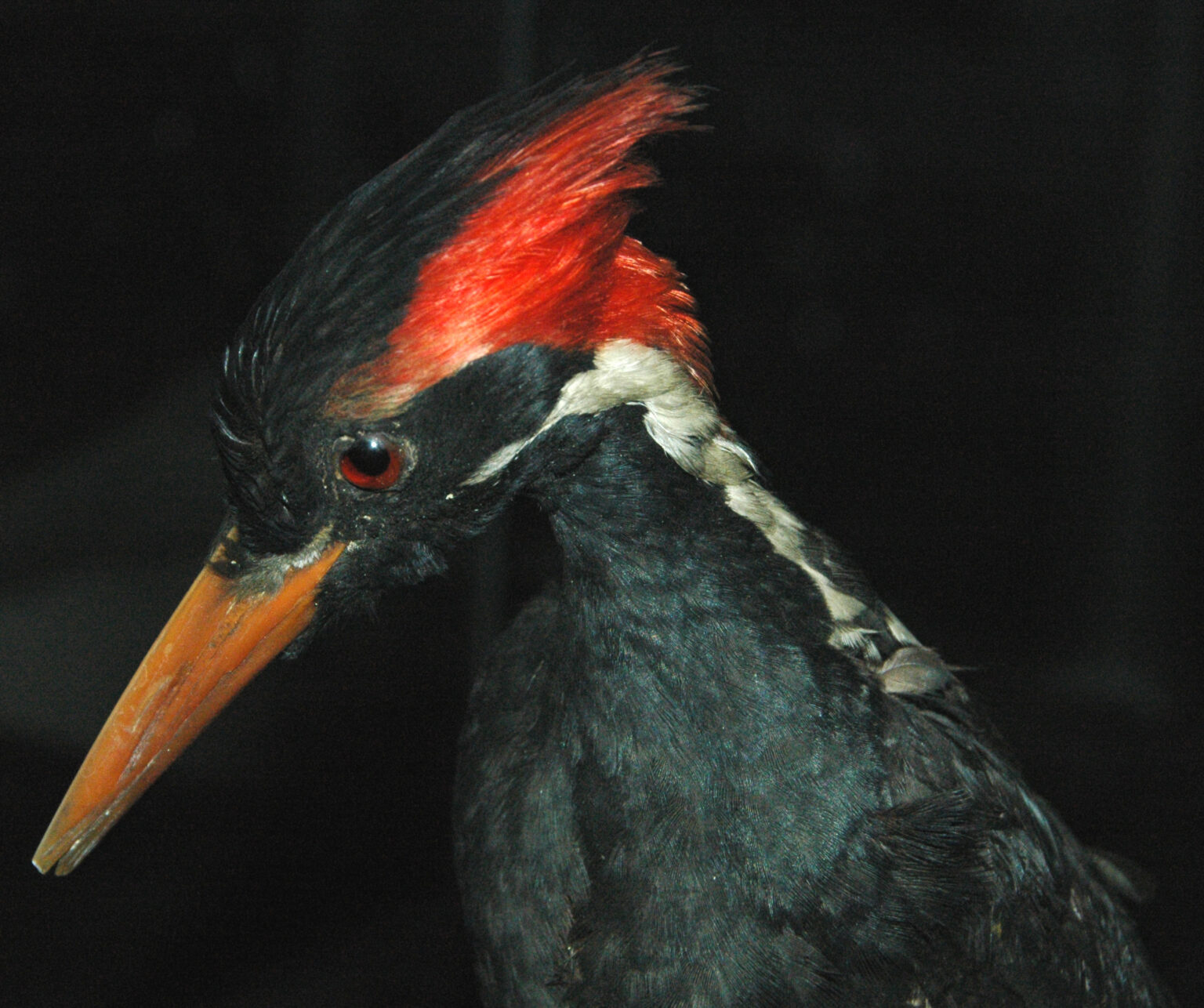 Ivory-billed Woodpecker Facts: The Elusive Feathered Legend - Animals ...