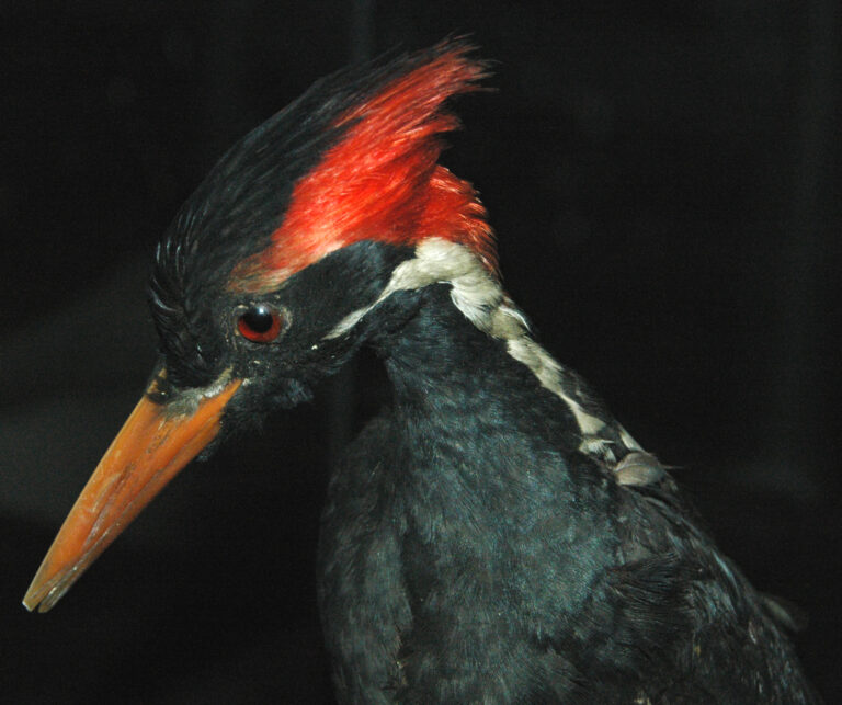 Ivory-billed Woodpecker Facts: The Elusive Feathered Legend - Animals ...