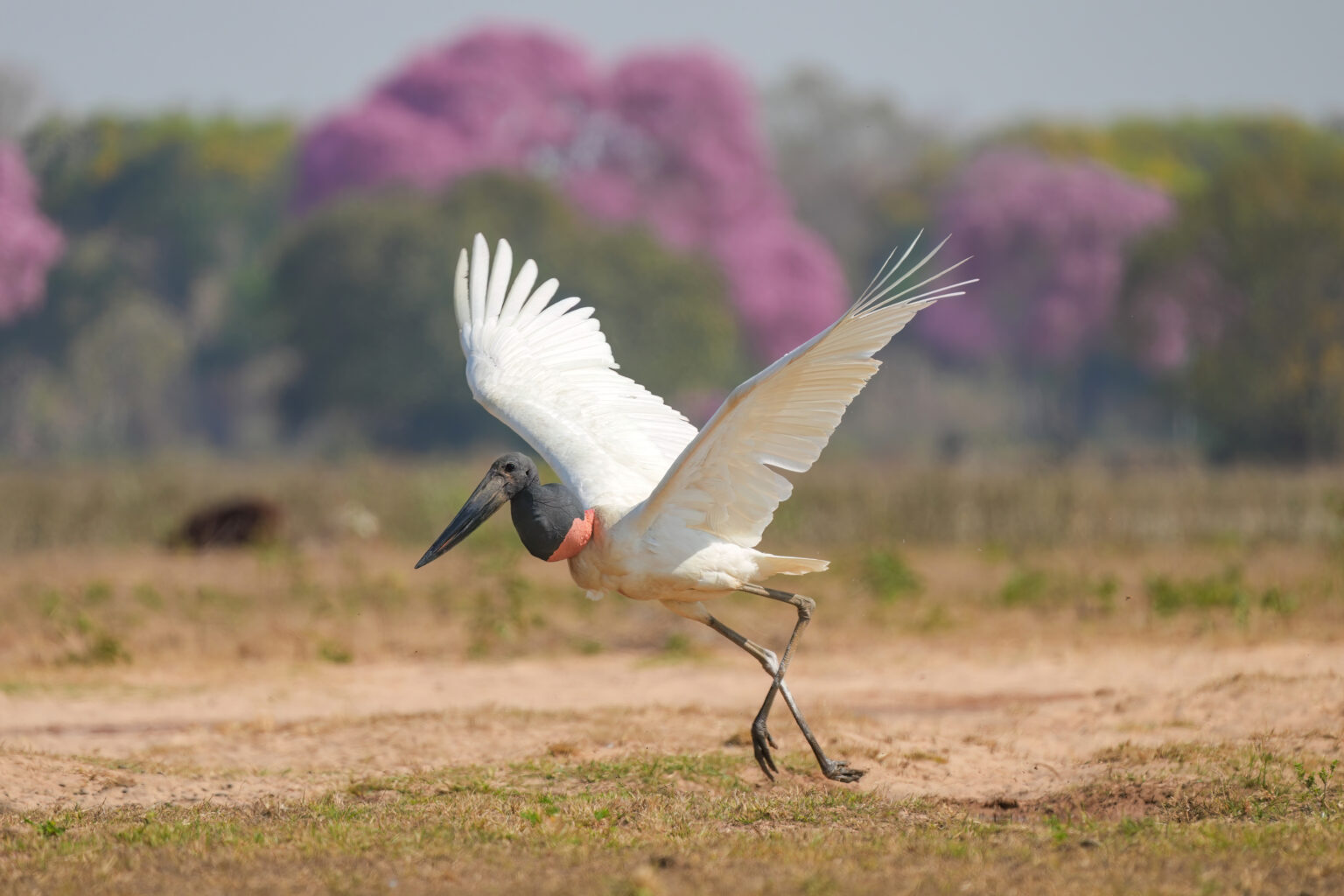 Jabiru Facts: The Towering Stork of the Wetlands - Animals Discovered