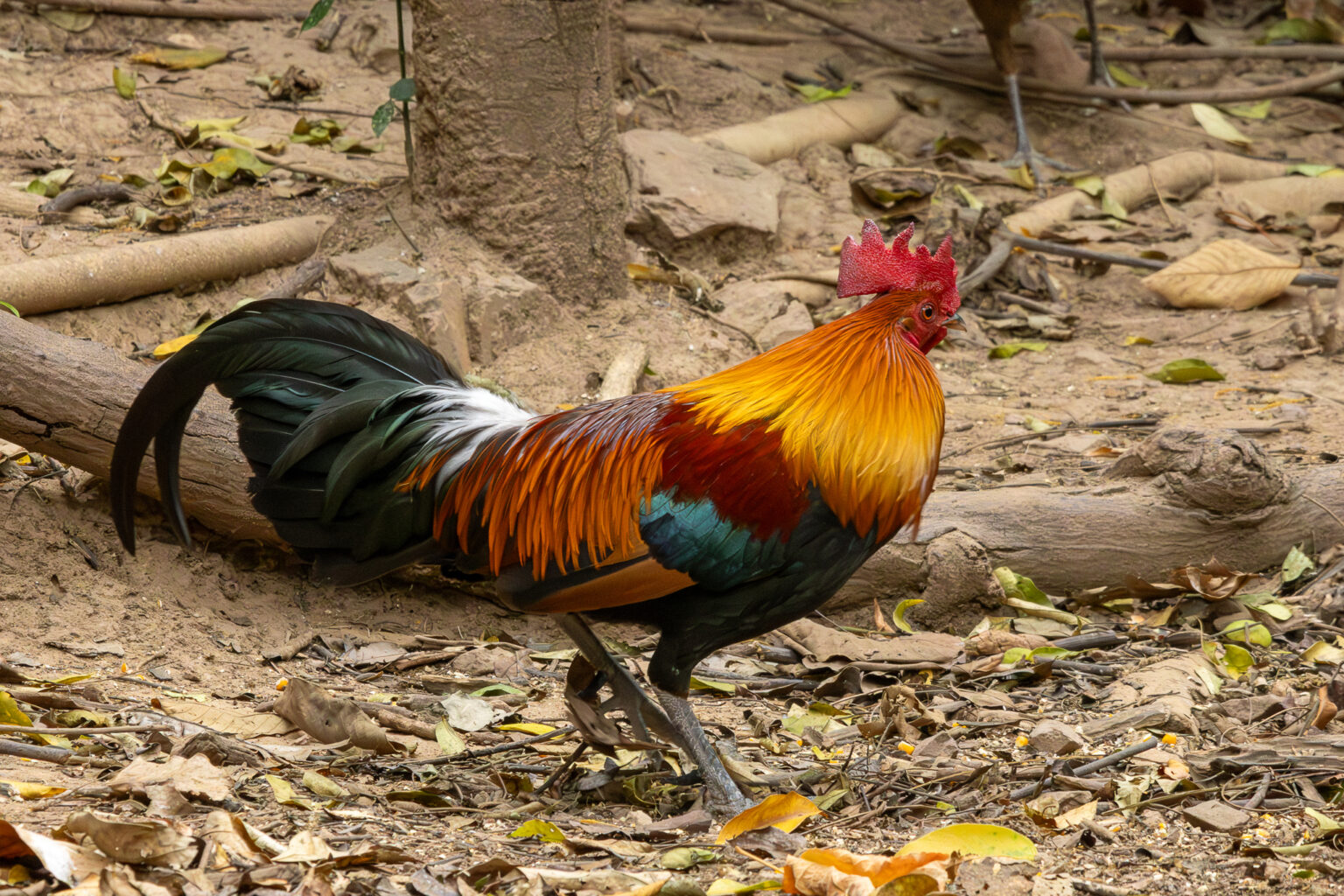 Junglefowl Facts: Nature's Feathered Showstopper - Animals Discovered