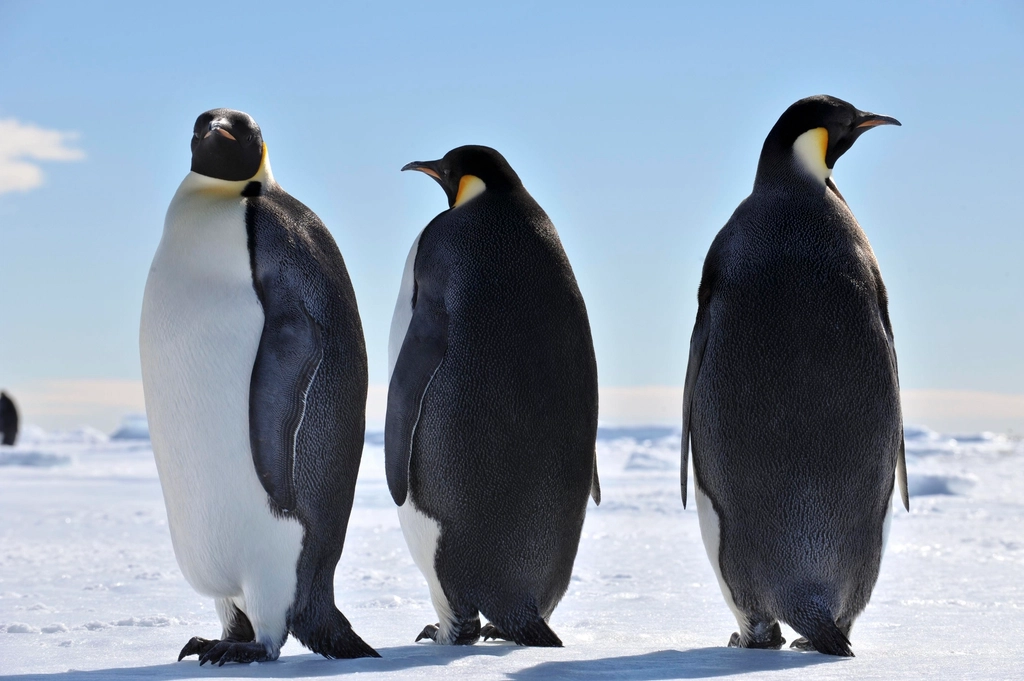 King Penguin Facts: The Colorful Court Jester of Ice - Animals Discovered