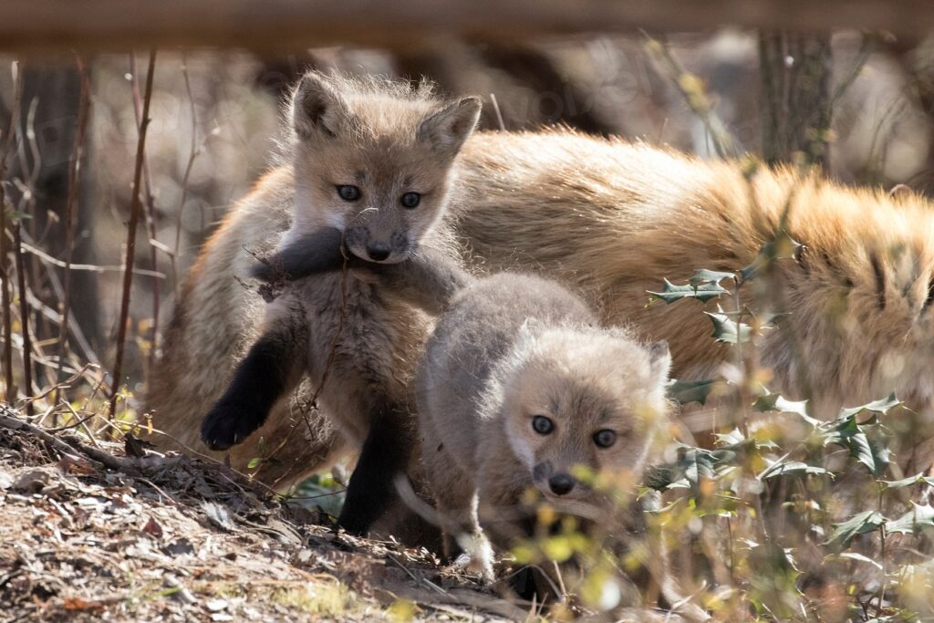 Kit Fox Facts: The Desert's Cunning Night Stalker - Animals Discovered