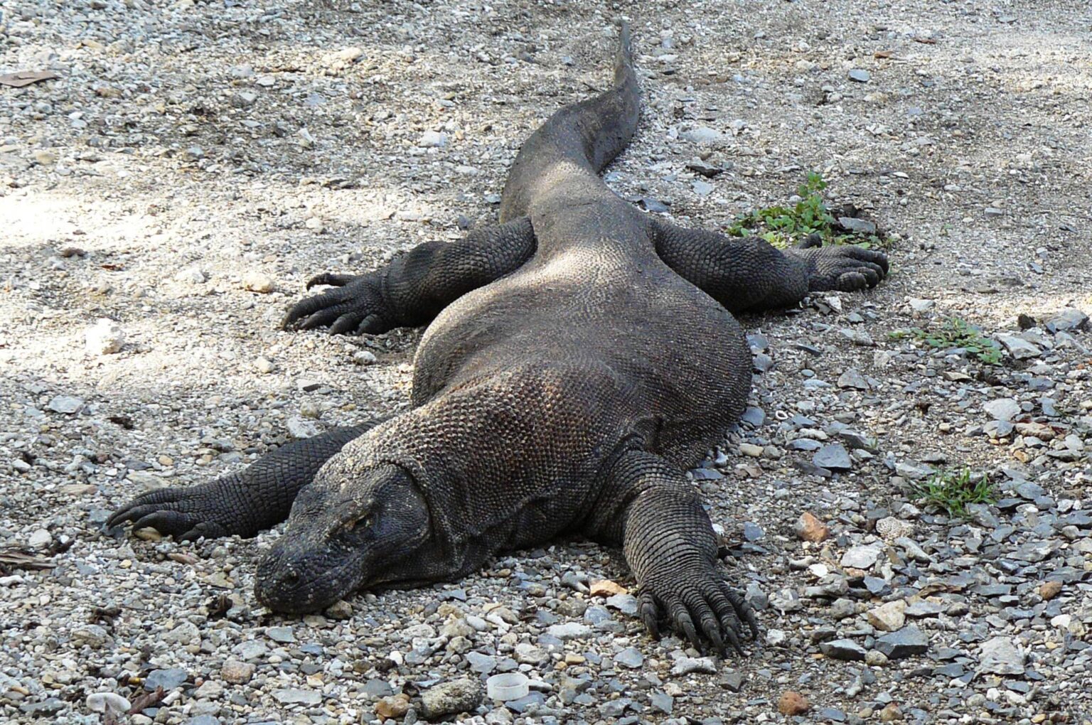 Komodo Dragon Facts: The Island's Fierce Titan - Animals Discovered