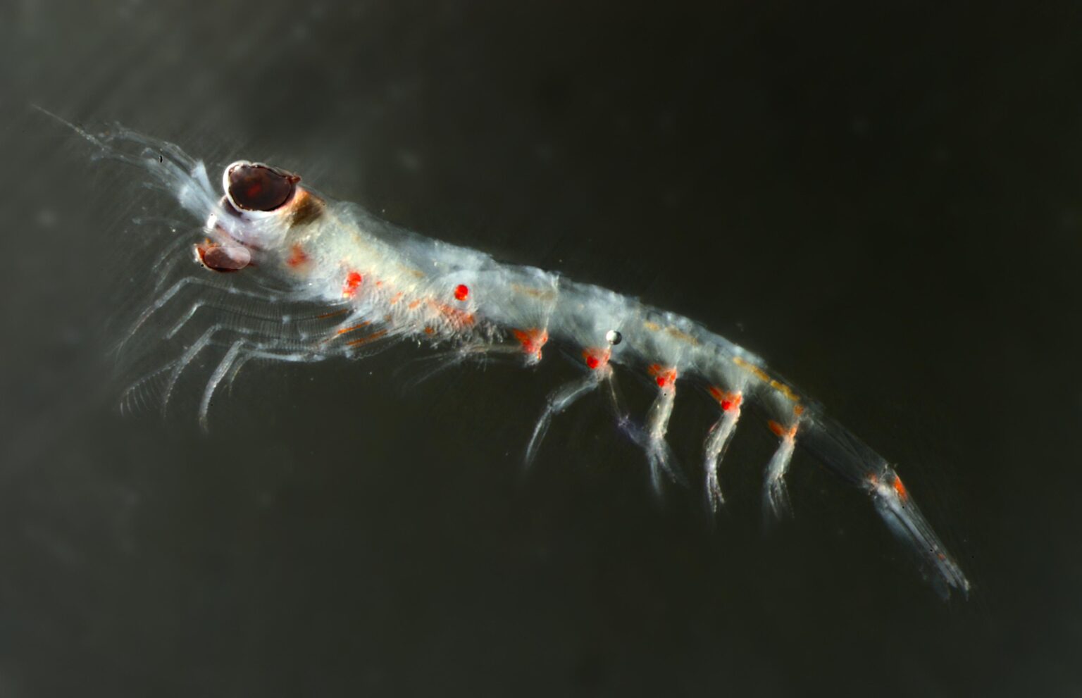 Krill Facts: The Ocean's Tiny Powerhouses - Animals Discovered