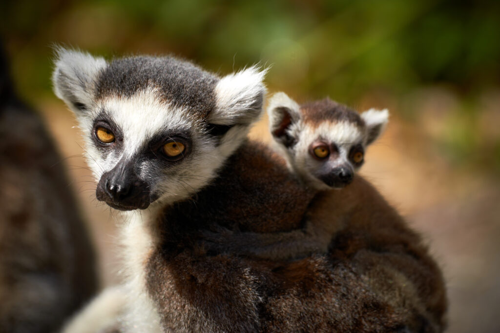 Lemur Facts: Madagascar's Playful Primate - Animals Discovered