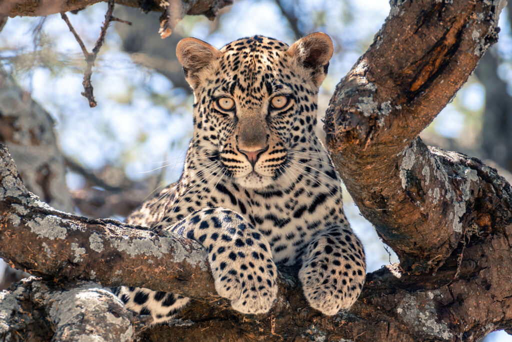 Leopard Facts: The Stealthy Spotted Phantom - Animals Discovered