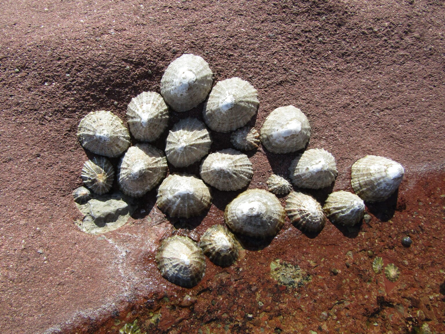 Limpet Facts: Nature's Living Suction Cup - Animals Discovered