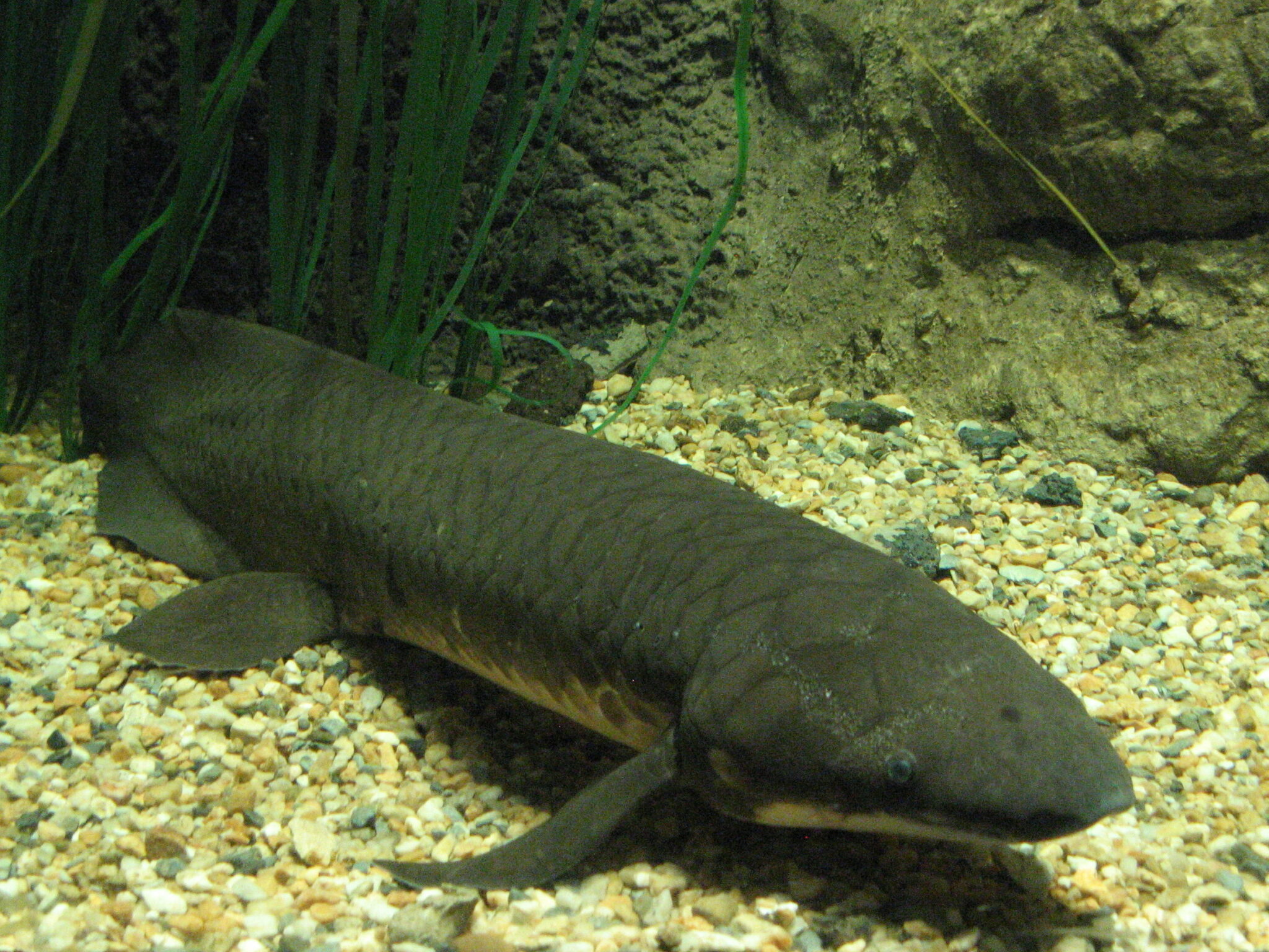 Lungfish Facts: The Ancient Air-Breathing Survivor - Animals Discovered