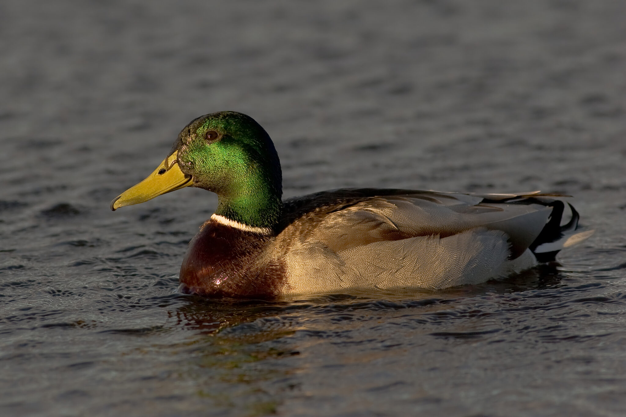 Mallard Facts: The Feathered Icon of Wetlands - Animals Discovered