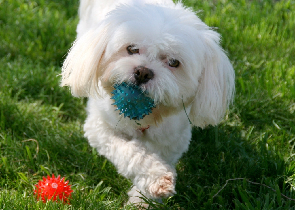 Maltipoo Facts: A Spirited Ball of Fluff - Animals Discovered