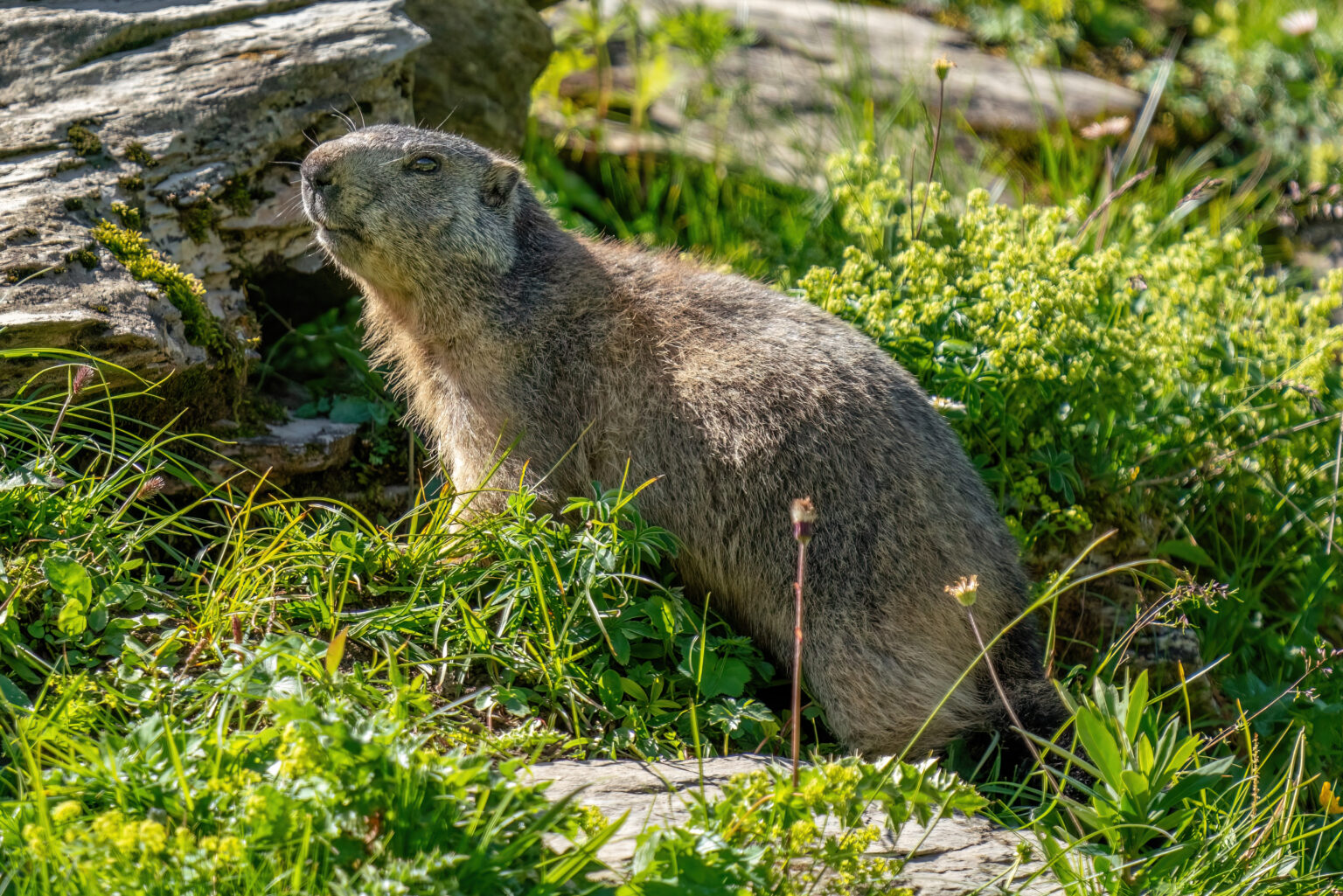 Marmot Facts: The Curious Burrow Dweller - Animals Discovered