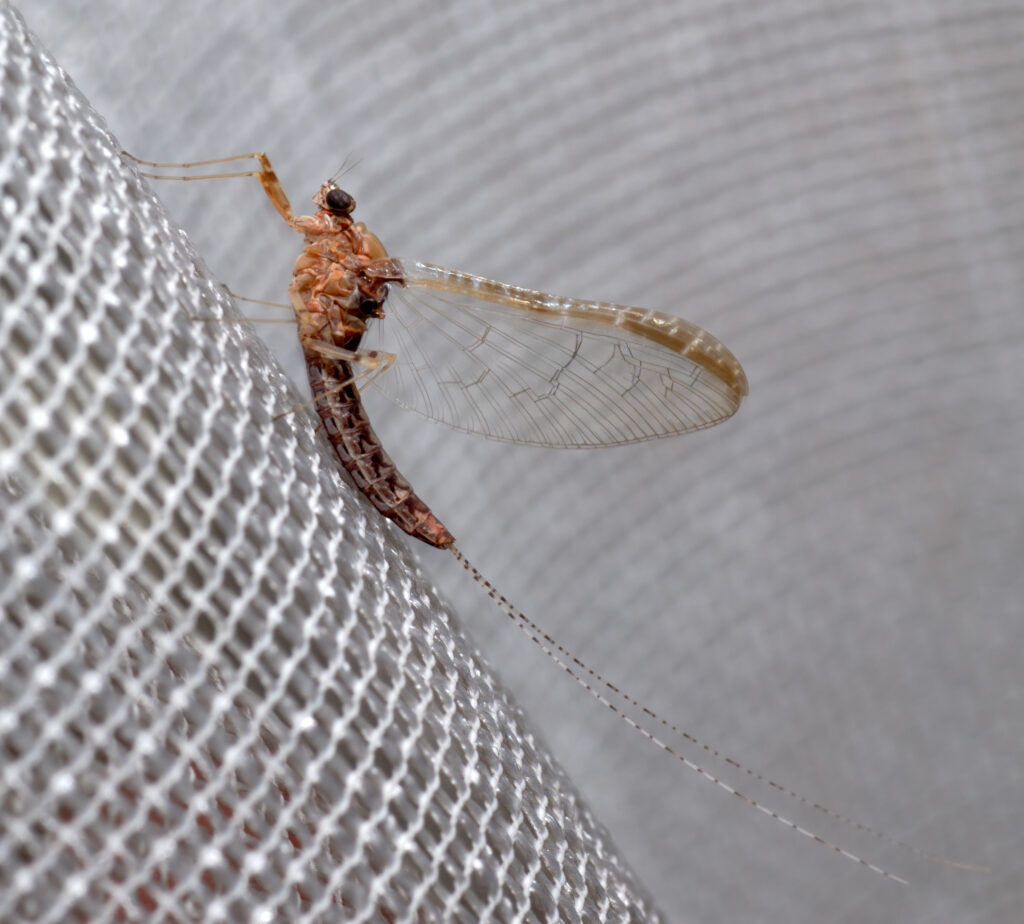 Mayfly Facts: The Fleeting Winged Wonders - Animals Discovered