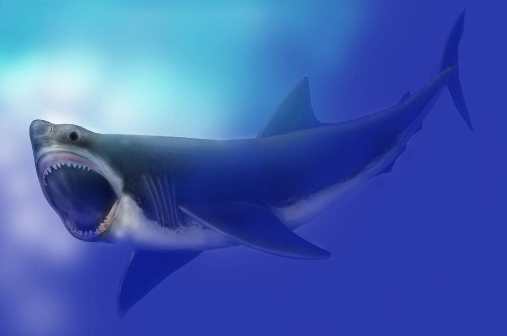 Megalodon Facts: Prehistoric Giant of the Depths - Animals Discovered