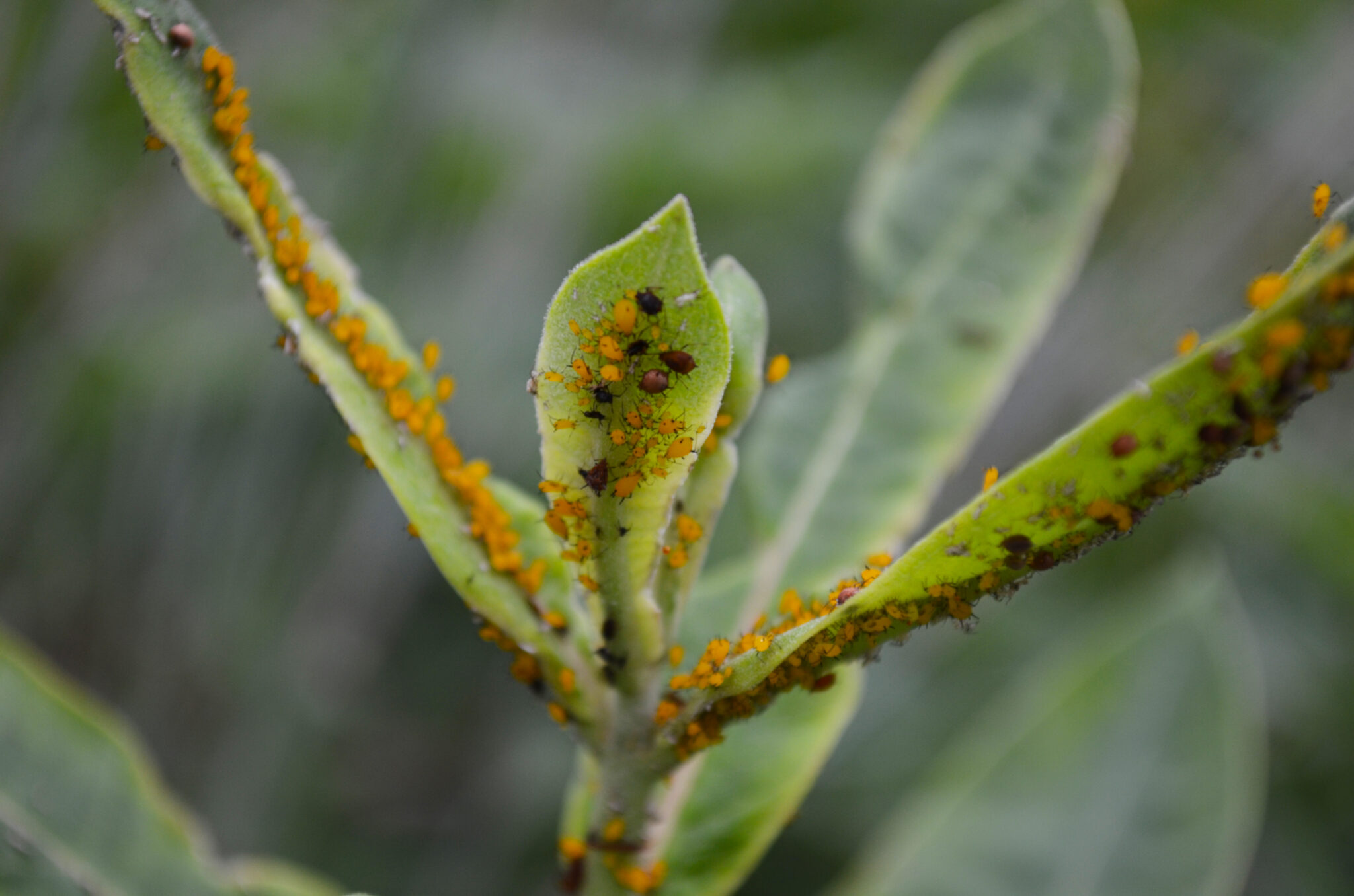 Milkweed Aphids Facts: The Monarch's Tiny Bodyguard - Animals Discovered