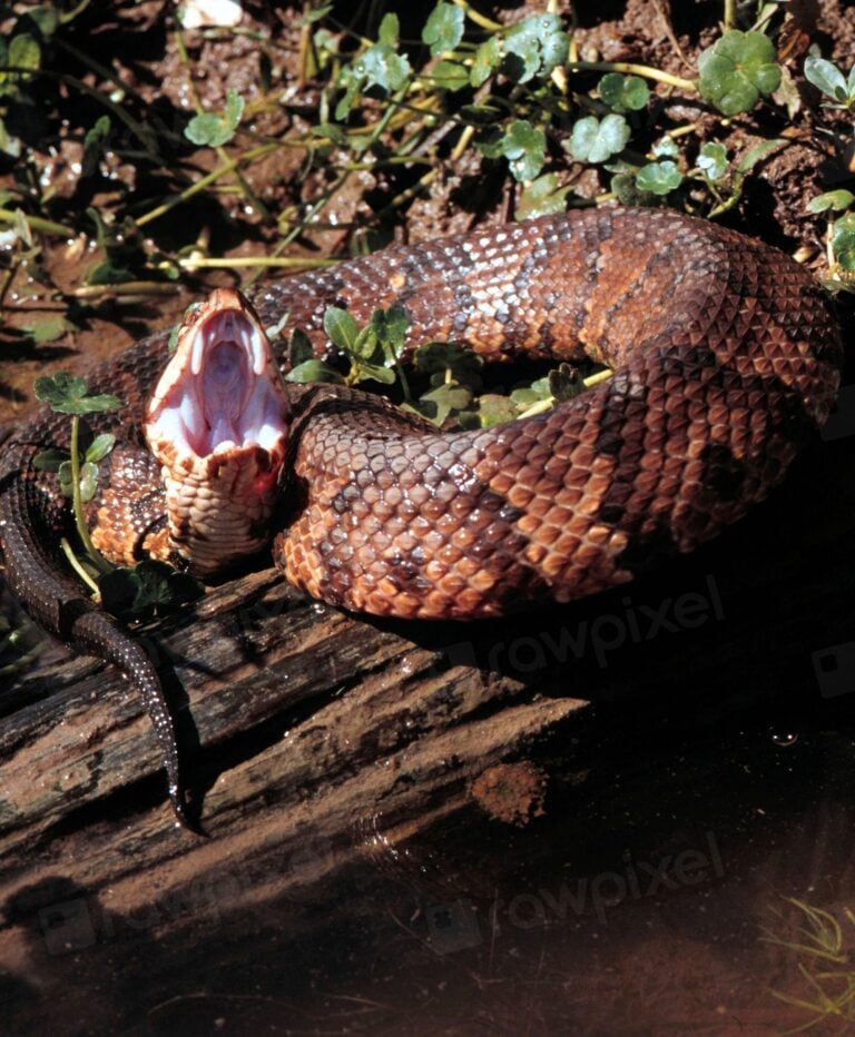 Moccasin Snake Facts: The Hidden Swamp Hunter - Animals Discovered