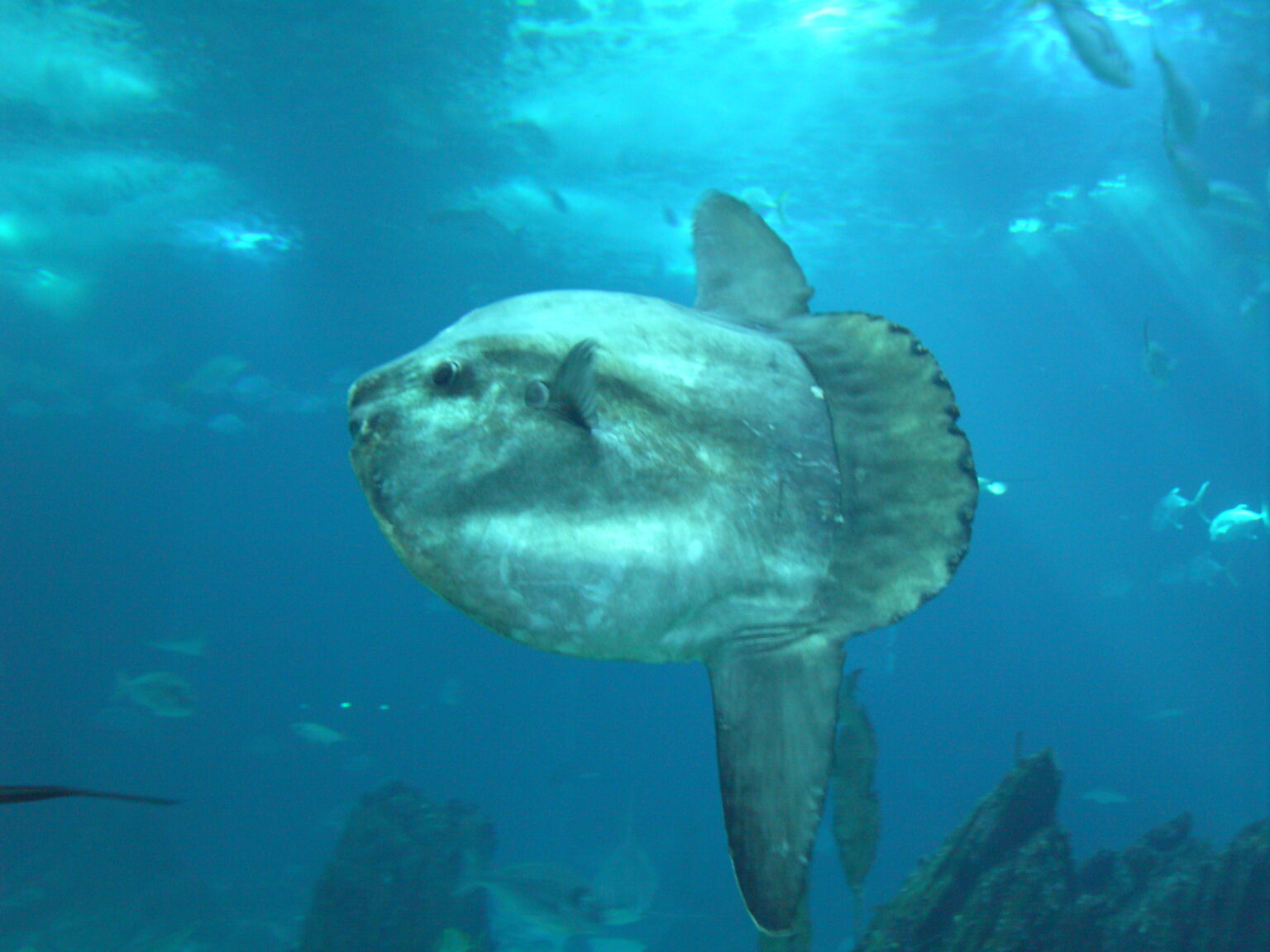 Mola mola (Ocean Sunfish) Facts: The Ocean's Mystical Titan - Animals ...