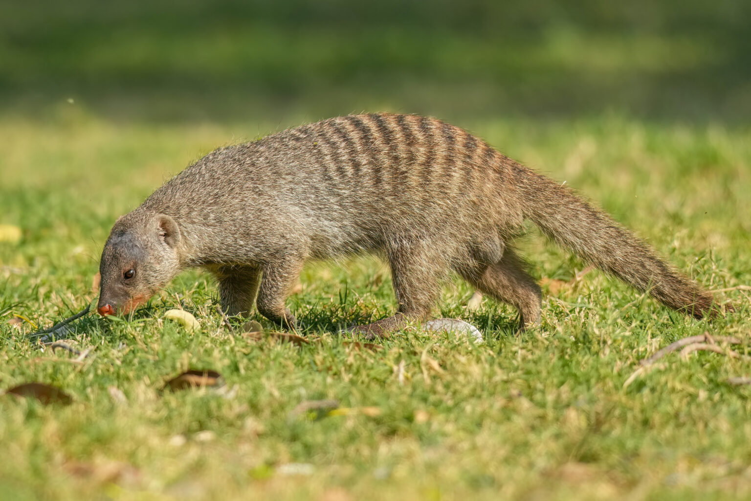 Mongoose Facts: Nature’s Tenacious Survivor - Animals Discovered