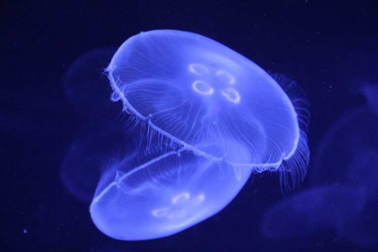Moon Jellyfish Facts: The Bioluminescent Wonder - Animals Discovered
