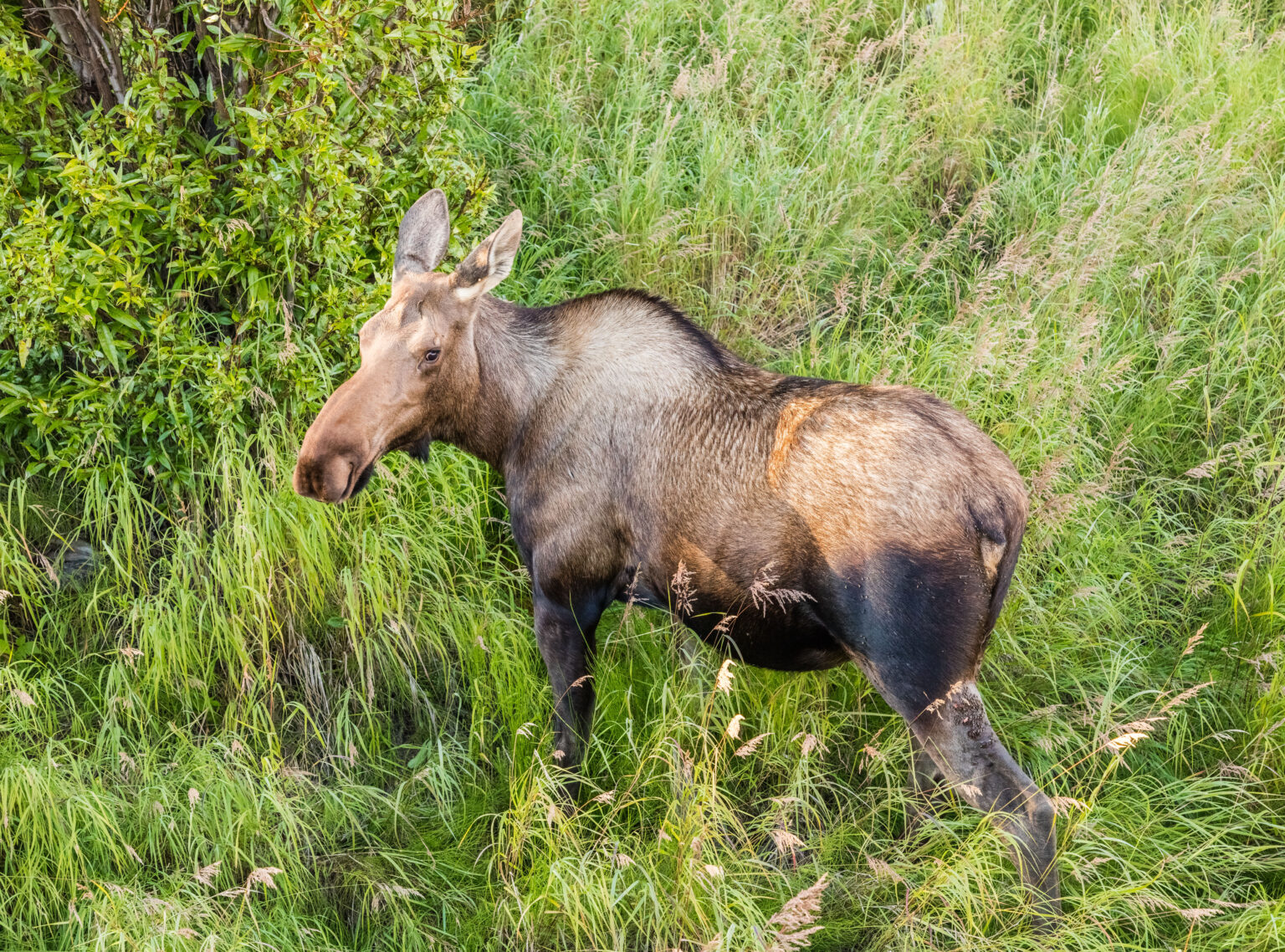 Moose Facts: The Gentle Giant of the North - Animals Discovered