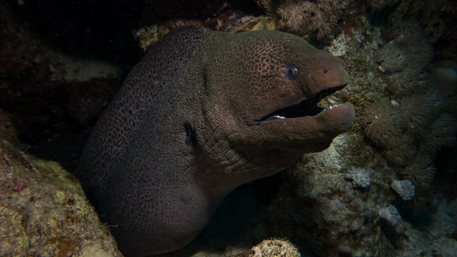Moray Eel Facts: The Elusive Reef Dweller - Animals Discovered