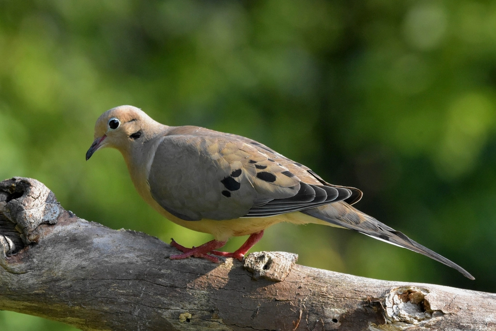 Mourning Dove Facts: A Whisper of Peaceful Wings - Animals Discovered