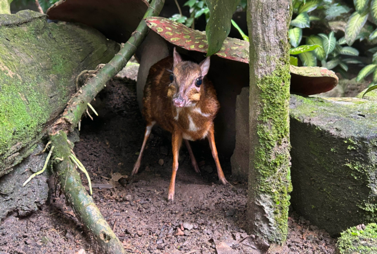 Mouse-Deer (Chevrotain) Facts: The Elusive Bambi of Asia - Animals ...