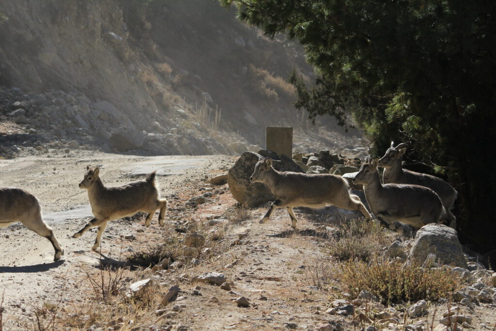 Musk Deer Facts: Tiny Antlers, Big Secrets - Animals Discovered