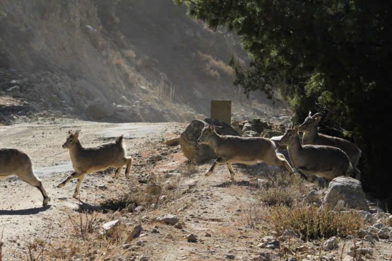 Musk Deer Facts: Tiny Antlers, Big Secrets - Animals Discovered