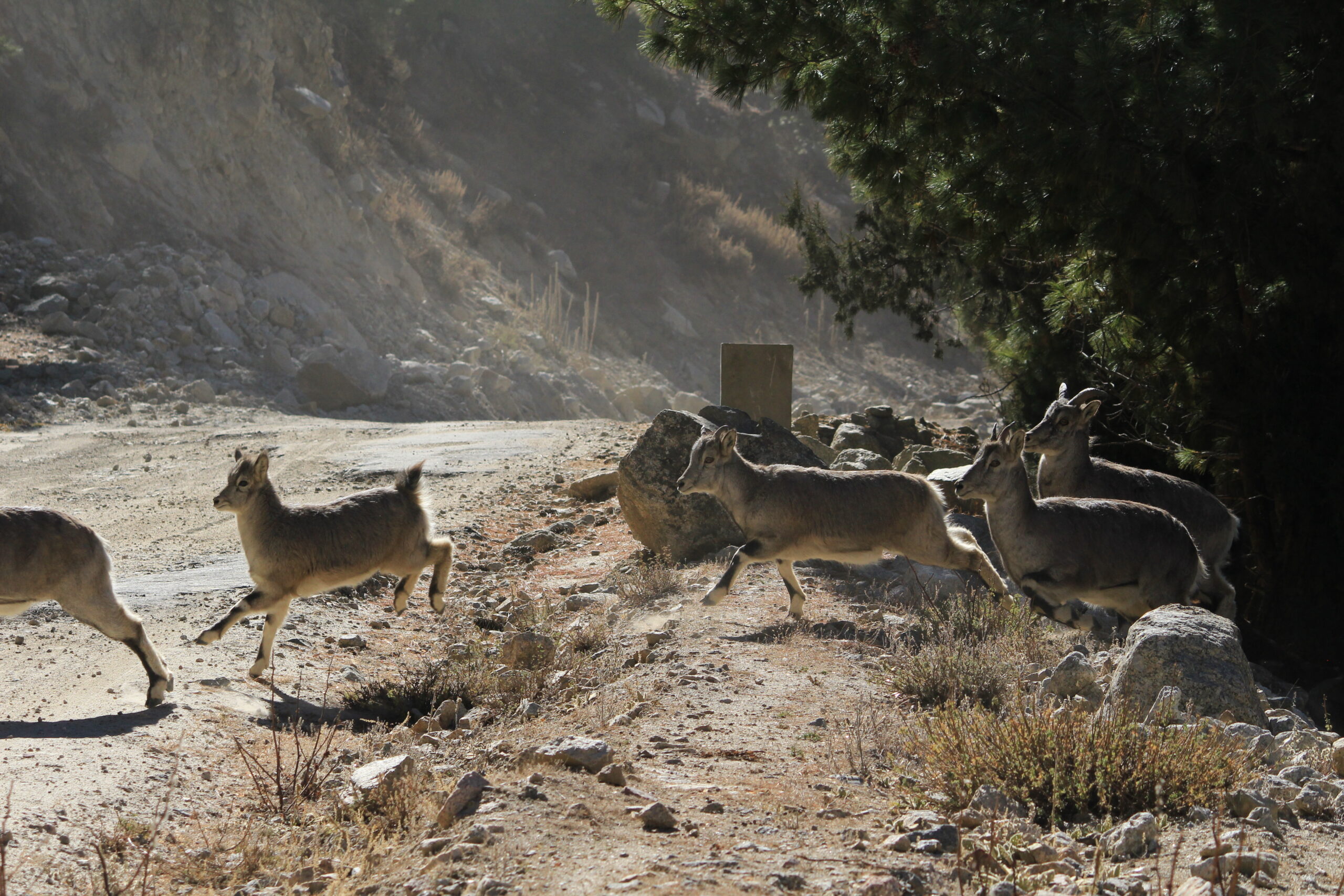 Musk Deer Facts: Tiny Antlers, Big Secrets - Animals Discovered