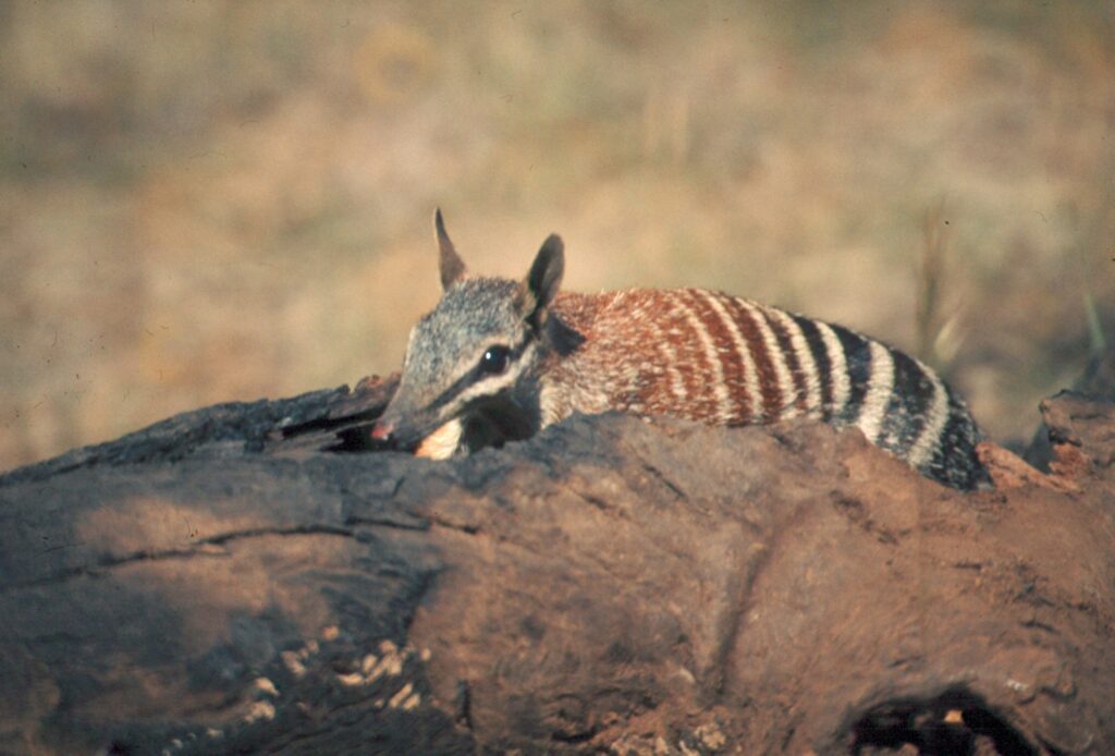 Numbat Facts: Australia's Tiny Termite Hunter - Animals Discovered