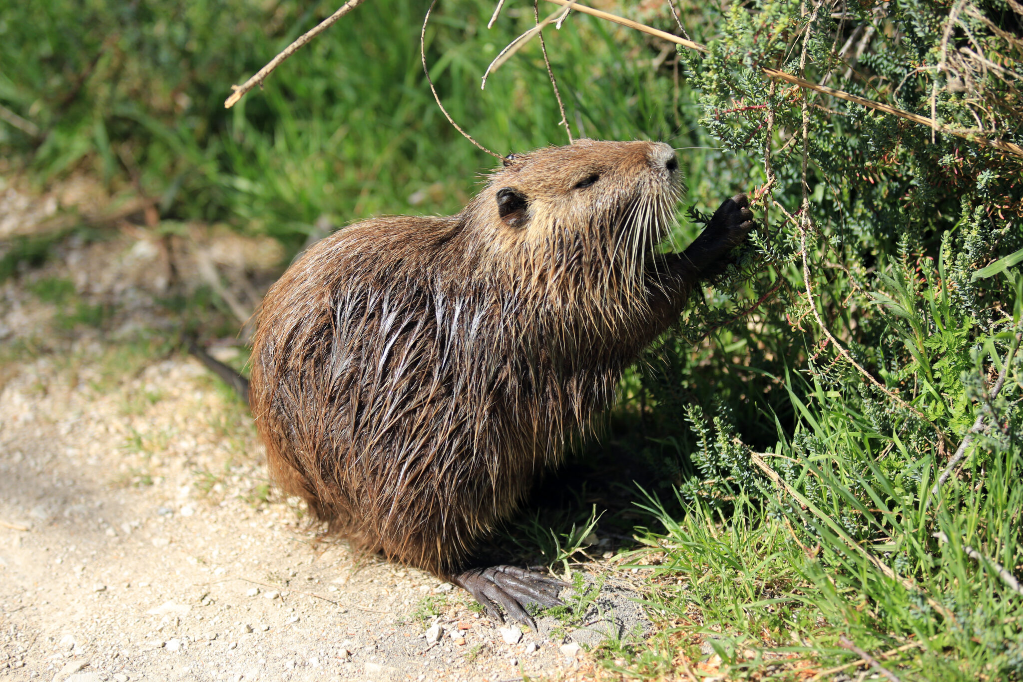 Nutria Facts: Nature's Furry Infiltrator - Animals Discovered