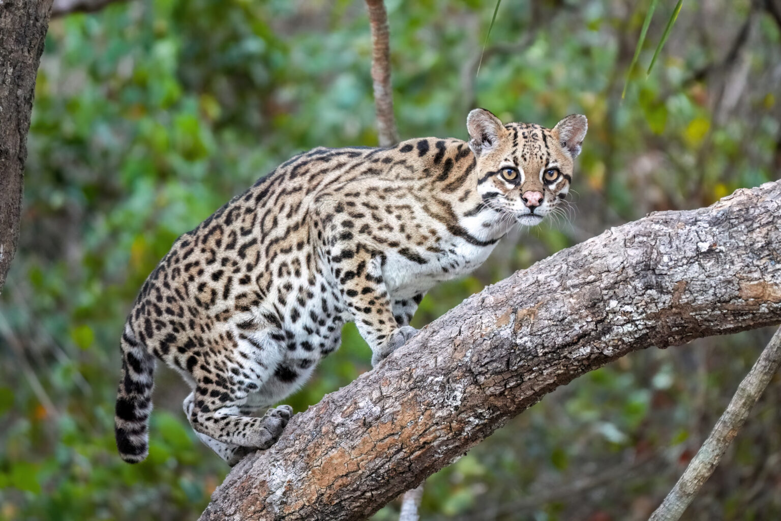 Ocelot Facts: The Spotted Shadow of the Jungle - Animals Discovered