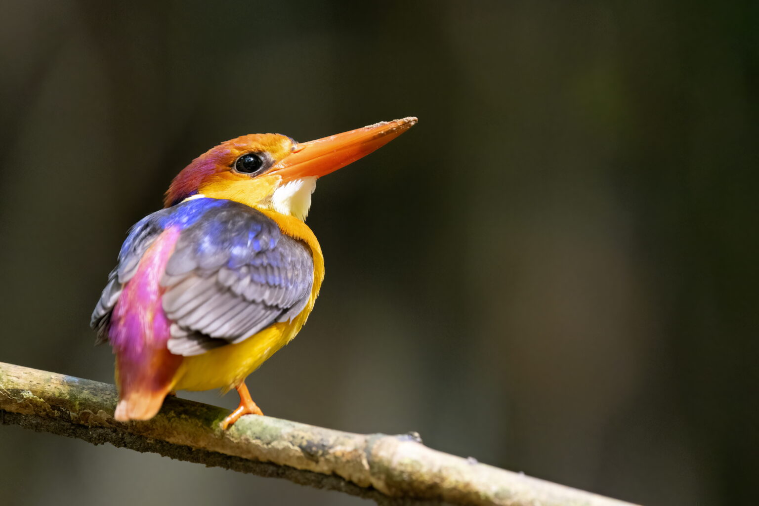 Oriental Dwarf Kingfisher Facts: The Jewel of the Jungle - Animals ...