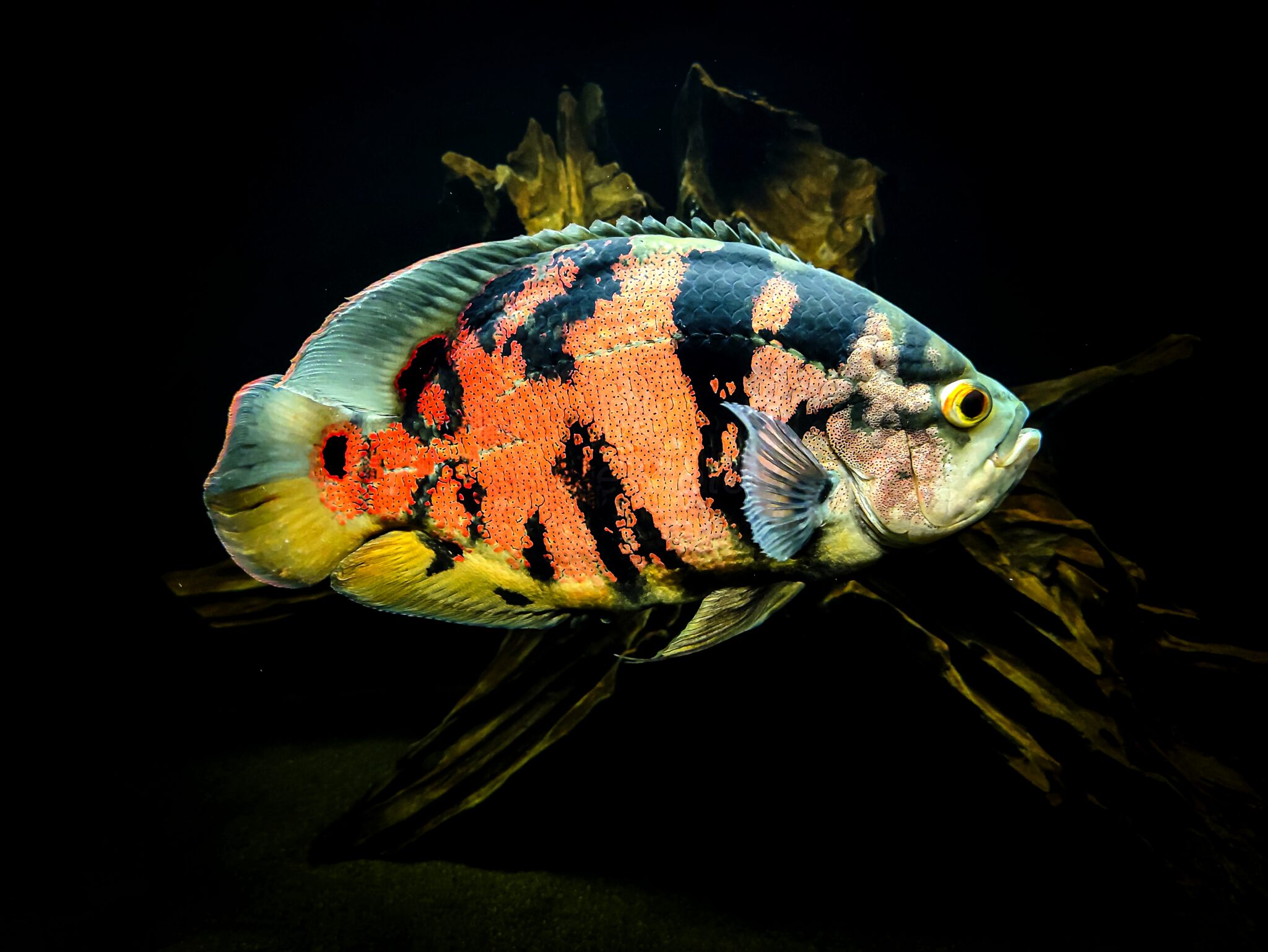 Oscar Fish Facts: The Aquatic Showstopper - Animals Discovered